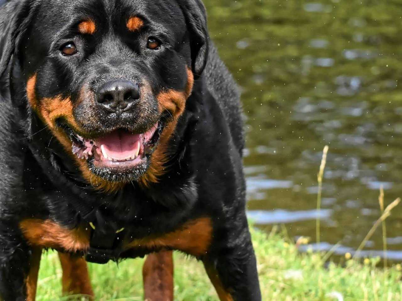 Rottweiler van Rode Duivel valt drie mensen aan, burgemeester misnoegd ...