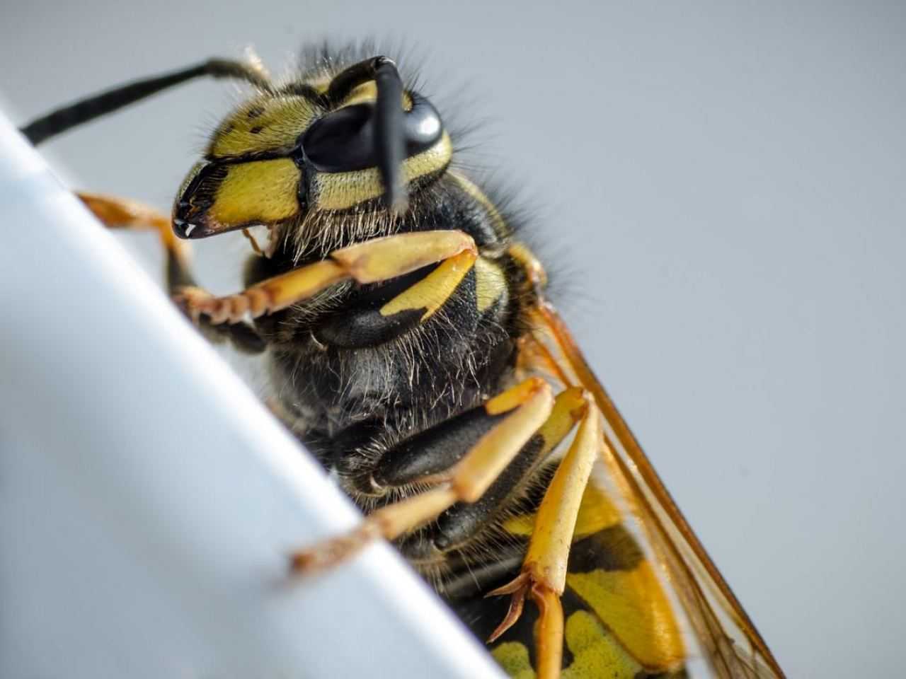Wesp oorzaak van spectaculair auto-ongeval: Tegen gevel en over de kop ...
