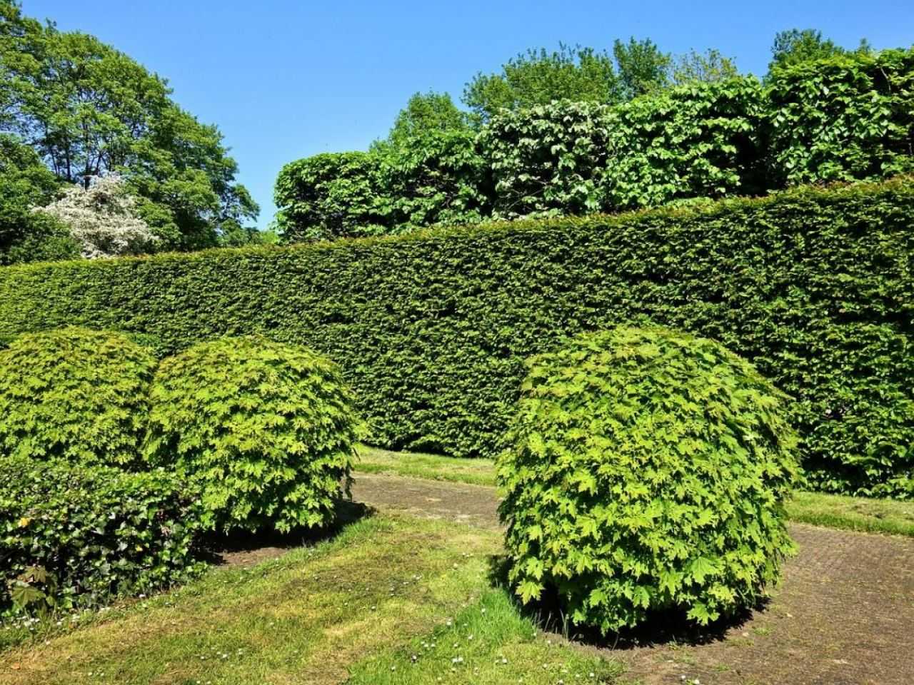 Ontdek de geheimen voor een perfecte haag in je tuin: de beste tips om ...