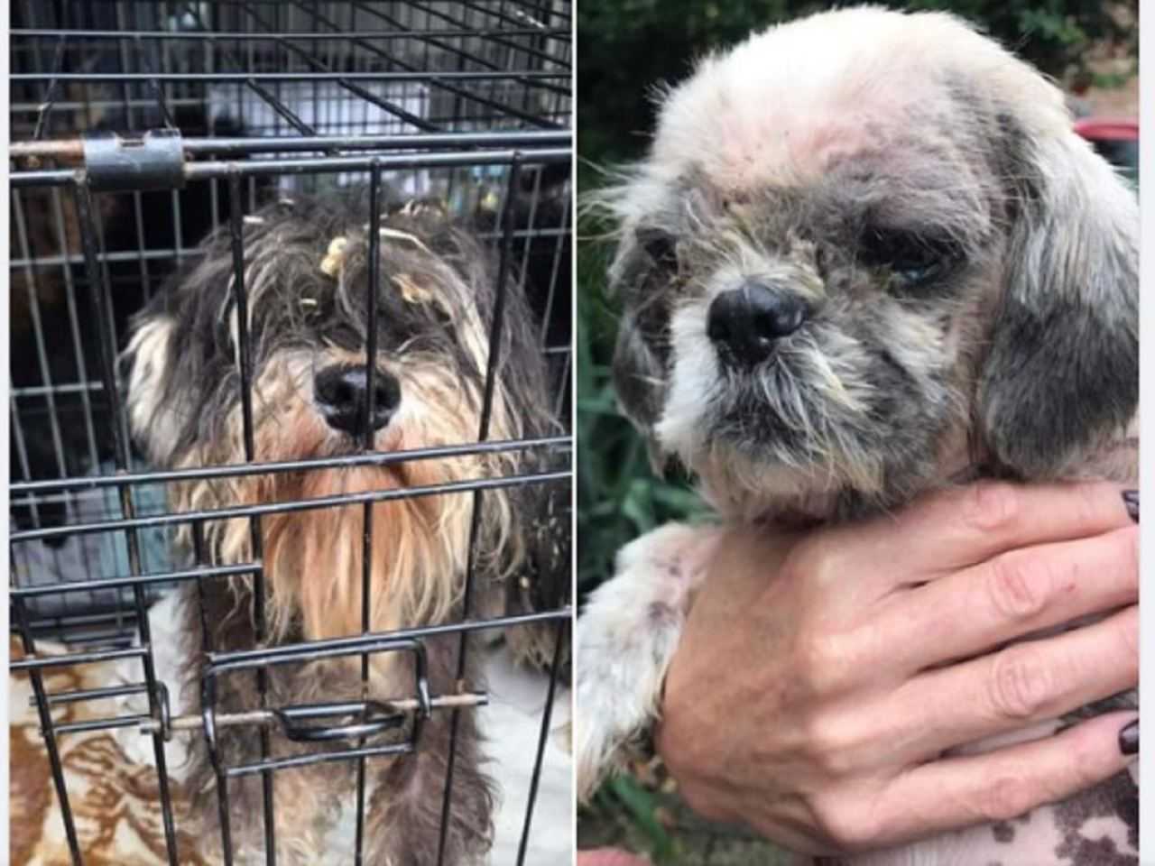 Schokkende ontdekking bij broodfokker: "Hun toestand toont het helse ...