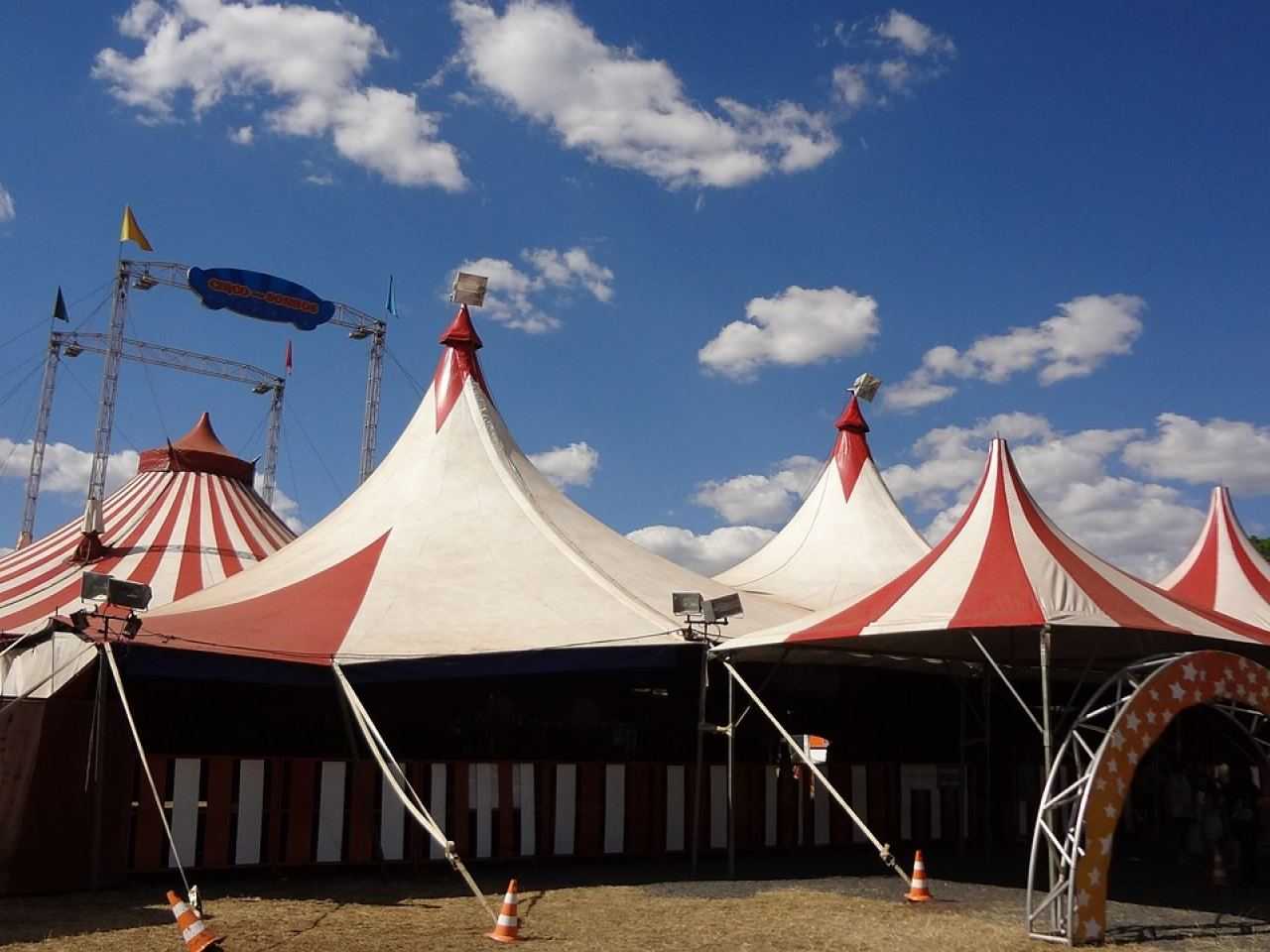 Wat een beelden! Inwoners filmen wild beest dat uit circus ontsnapt ...