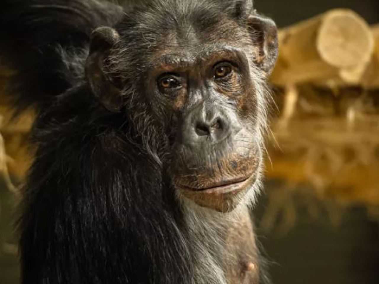 Zoo van Antwerpen moet afscheid nemen: “We zagen dat het dier ...