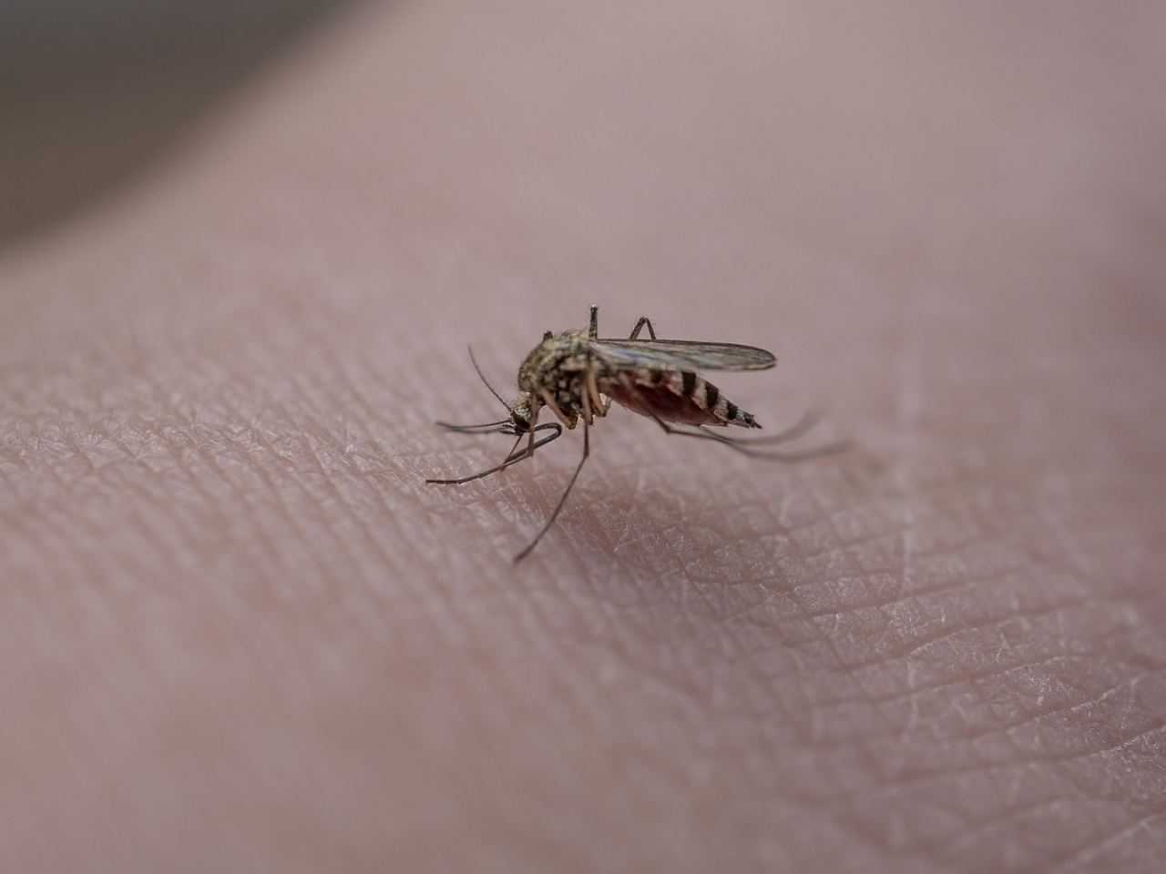 Last van een gezwollen en jeukende muggenbeet? Dit natuurlijk middel ...