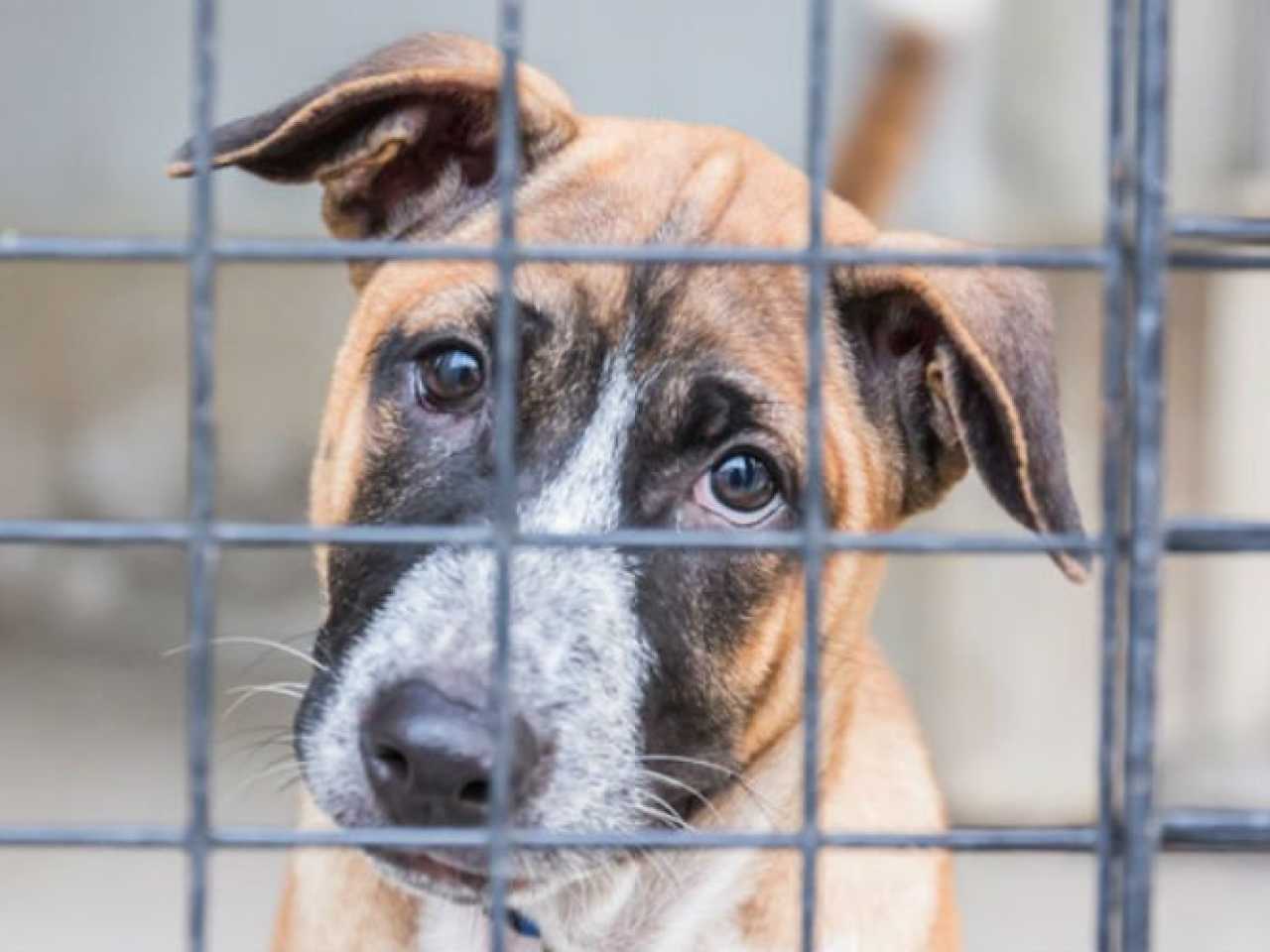 Overvolle dierenasielen doen dringende oproep: “Dit doe je ook niet met ...