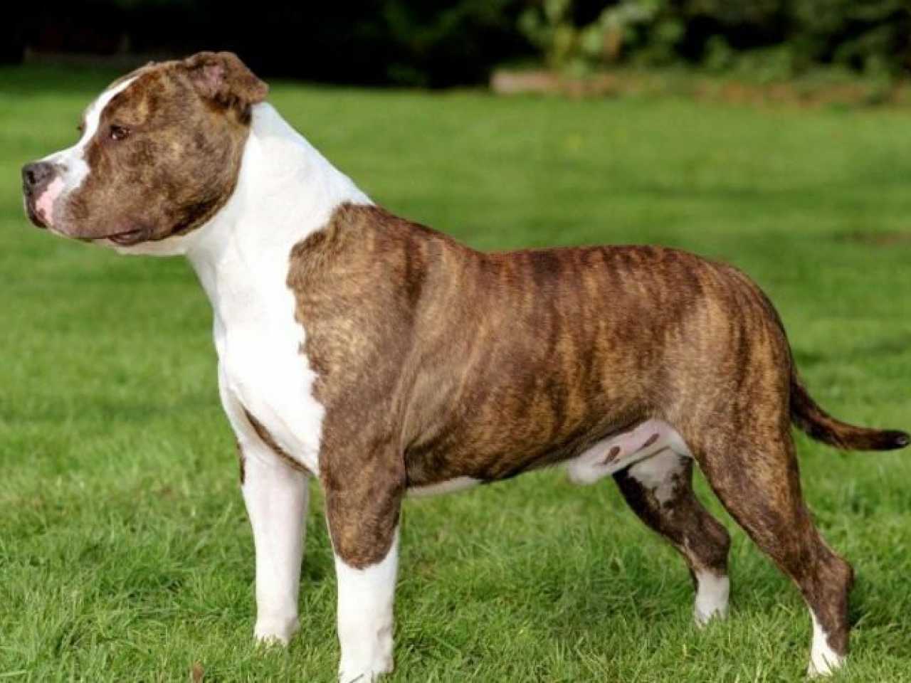 Oona uit Hasselt werd door hond gebeten in haar gezicht: Ouders nemen ...