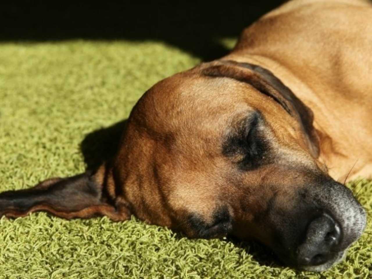 Vuurwerk doet hoofd van hond exploderen: “Ontploft in zijn bek ...