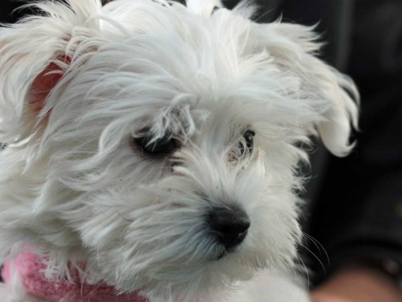 Broodfokker uit Kasterlee die meer dan 400 honden verwaarloosde, kent ...