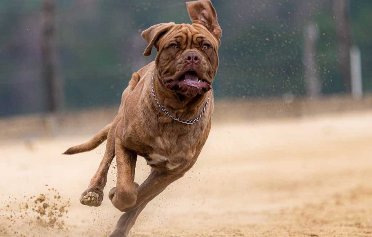 Hond beschermt meisje (4) tegen boze mastiff: "Hij heeft het leven van ...