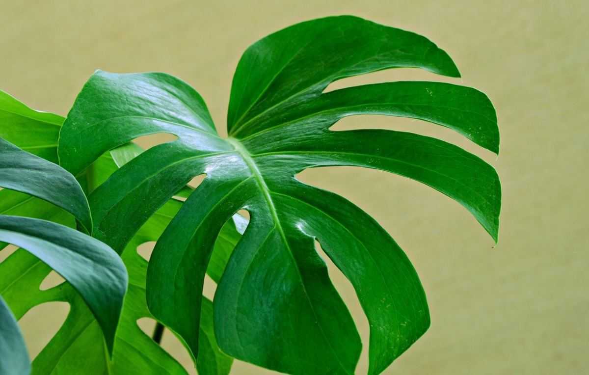 Je Monstera Deliciosa plant goed verzorgen in de winter | Redactie24