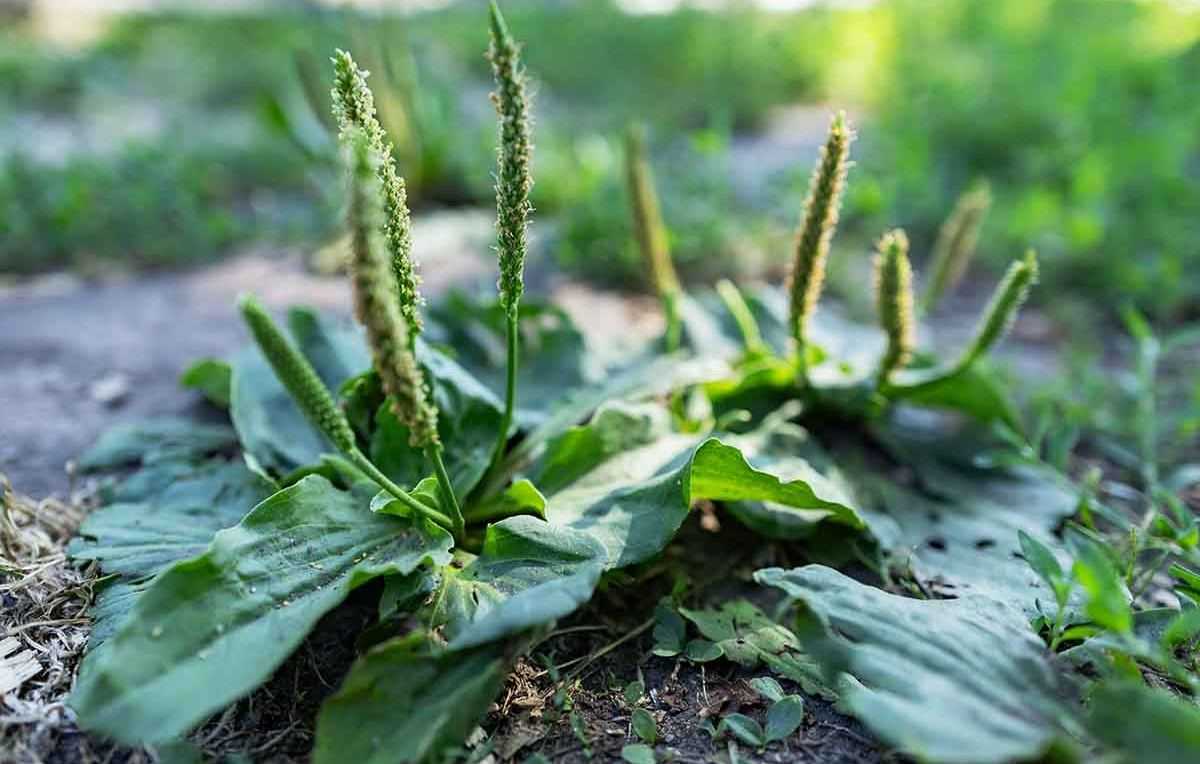 Een insectenbeet of een wondje? Deze verrassende plant kan helpen ...